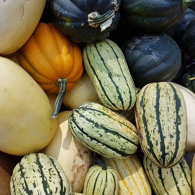 IT’S DECORATIVE GOURD SEASON MOTHERFUCKERS. #gourds #fall # ...